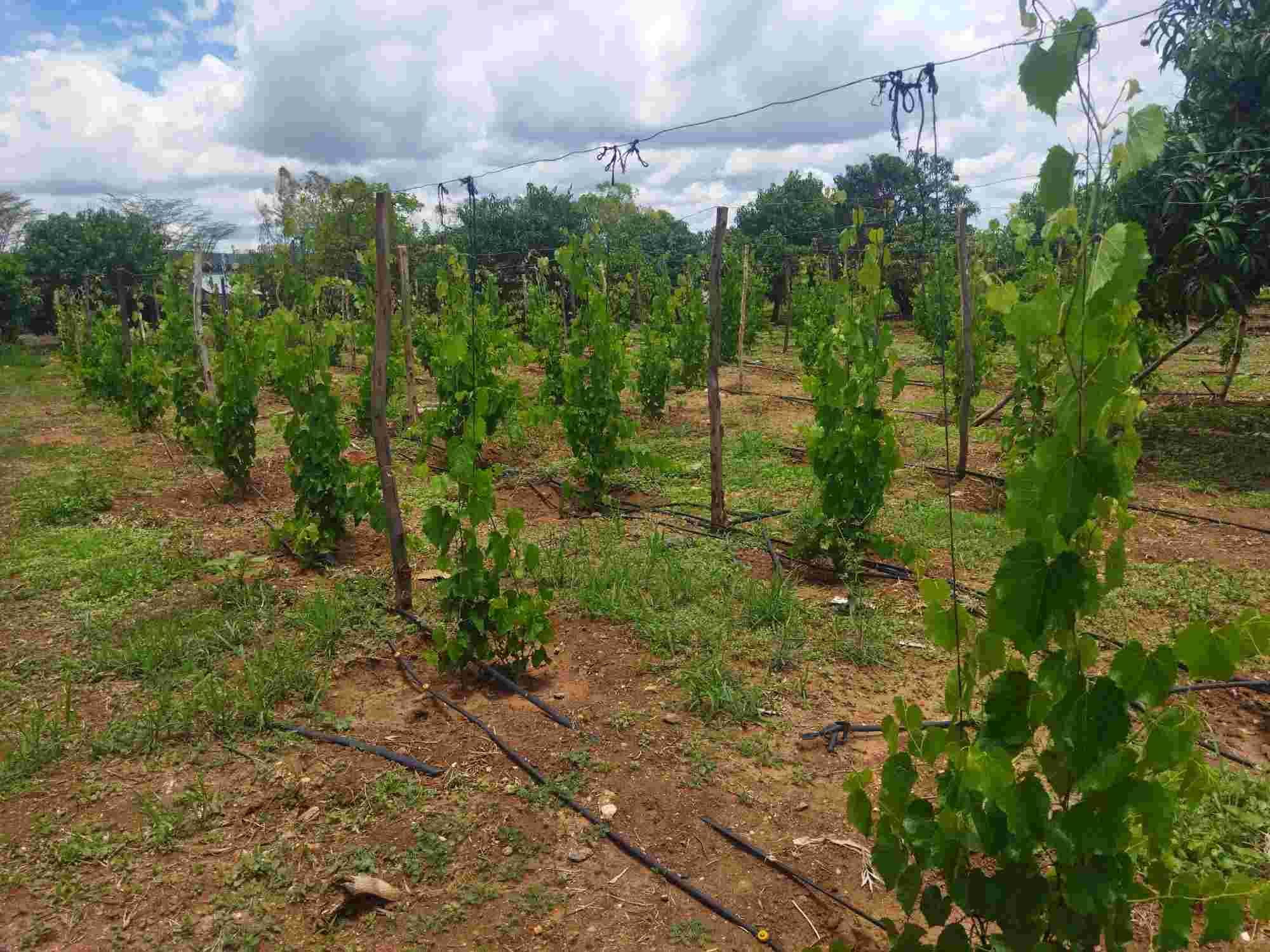 GRAPE PRODUCTION IN KENYA – Stawi Seeds Ltd