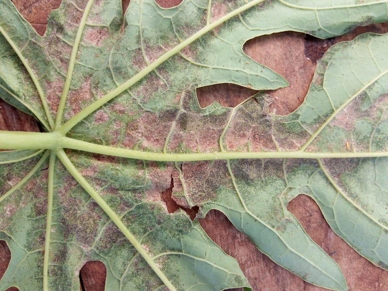 CONTROLLING RED SPIDERMITES IN PAPAYA PLANTS. – Stawi Seeds Ltd