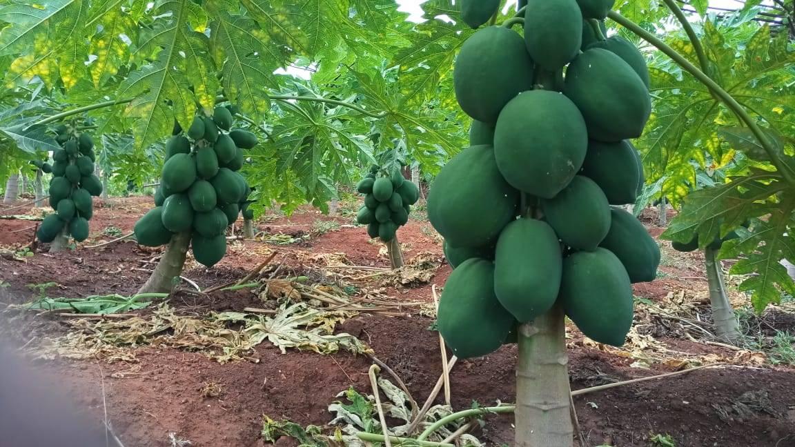 MALKIA F1 PAPAYA VARIETY – Stawi Seeds Ltd